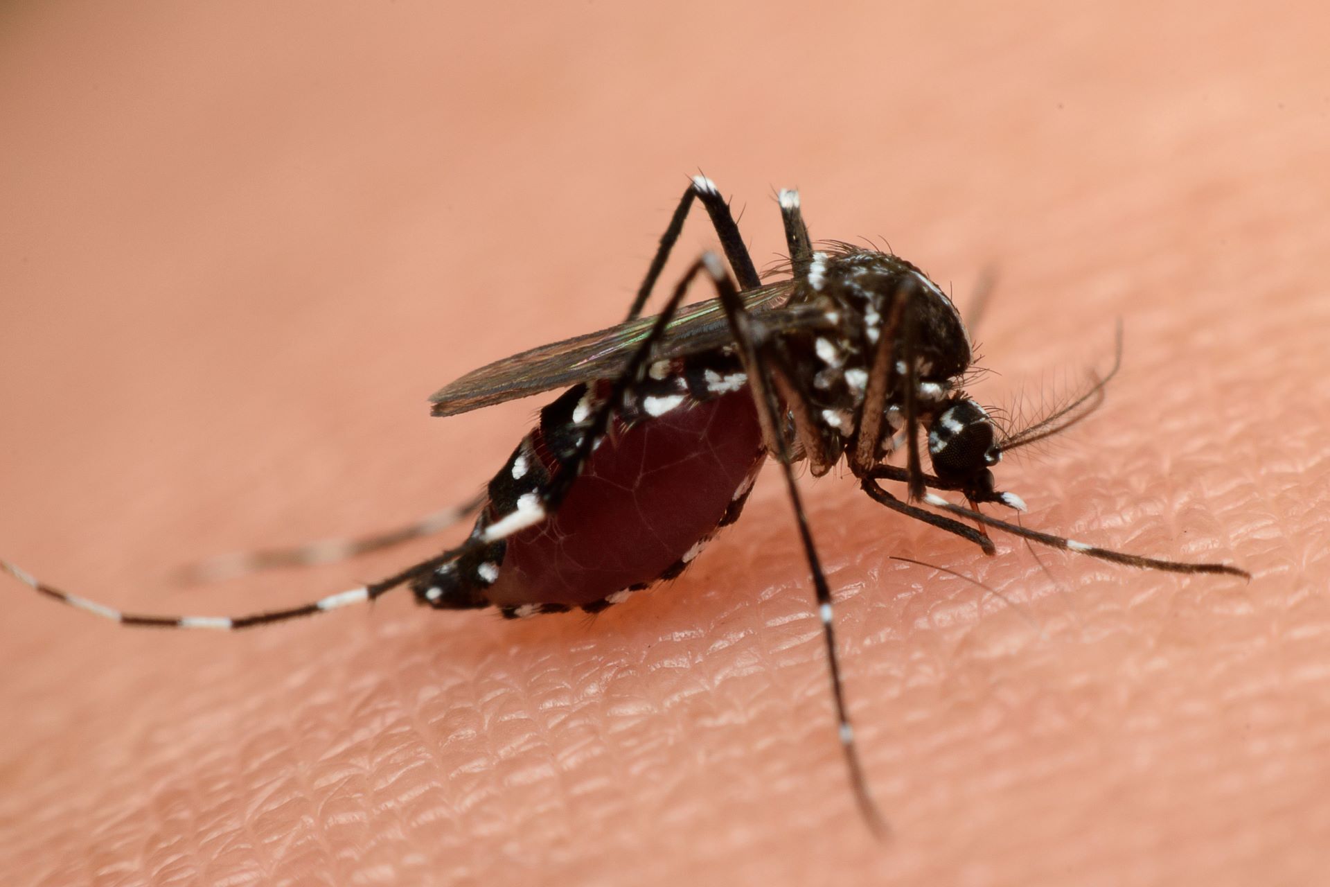 World Mosquito Program ayuda a erradicar el dengue en México