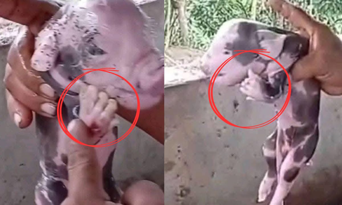¿Dónde nacieron los cerdos con manos humanas? VIDEO