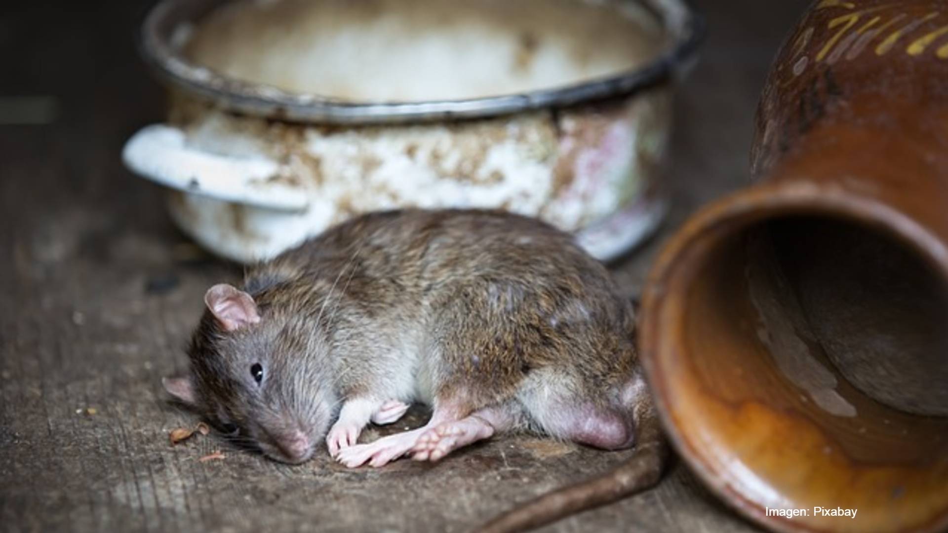 ¿Qué es la peste bubónica o peste negra y cuáles son los síntomas?