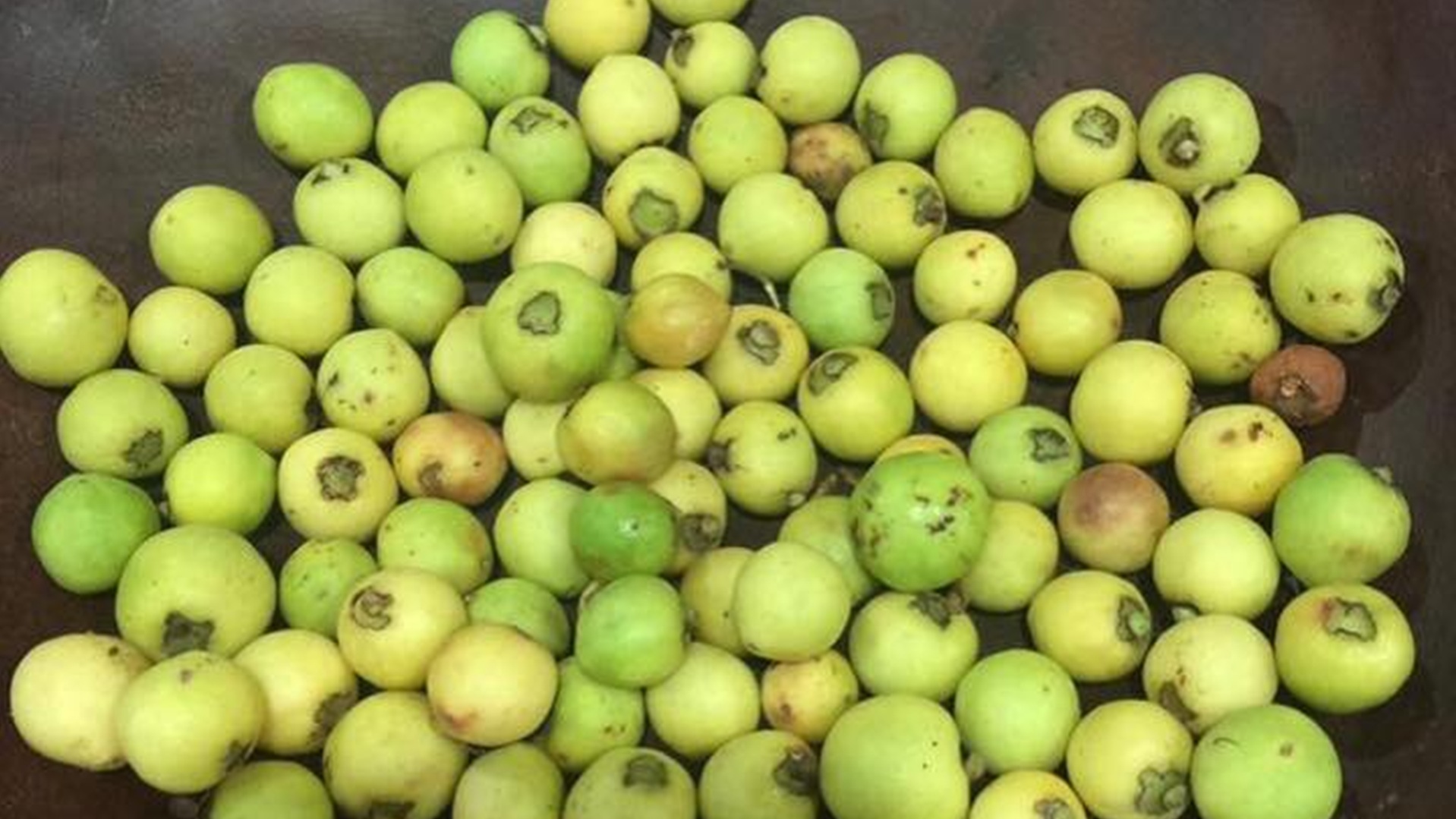 Talpa de Allende: cómo se consume el arrayán y qué beneficios tiene ...