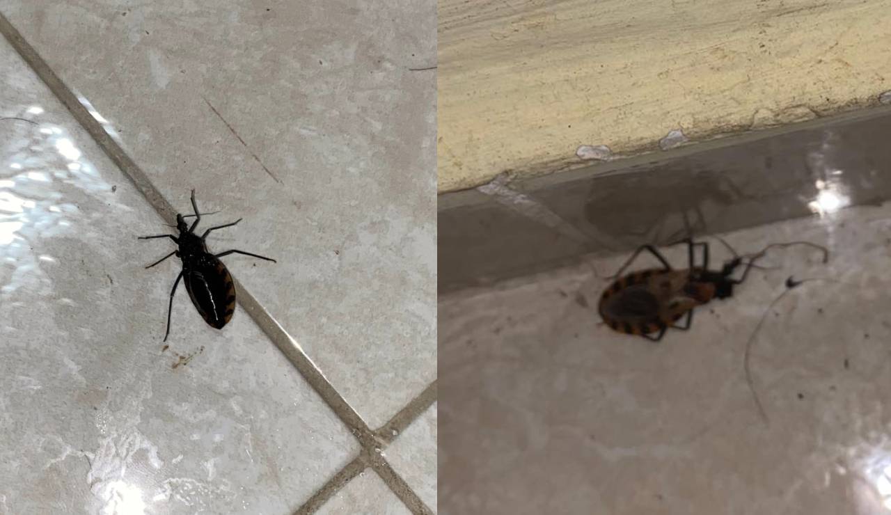 Insecto causante del Mal de Chagas fue hallado en Las Américas