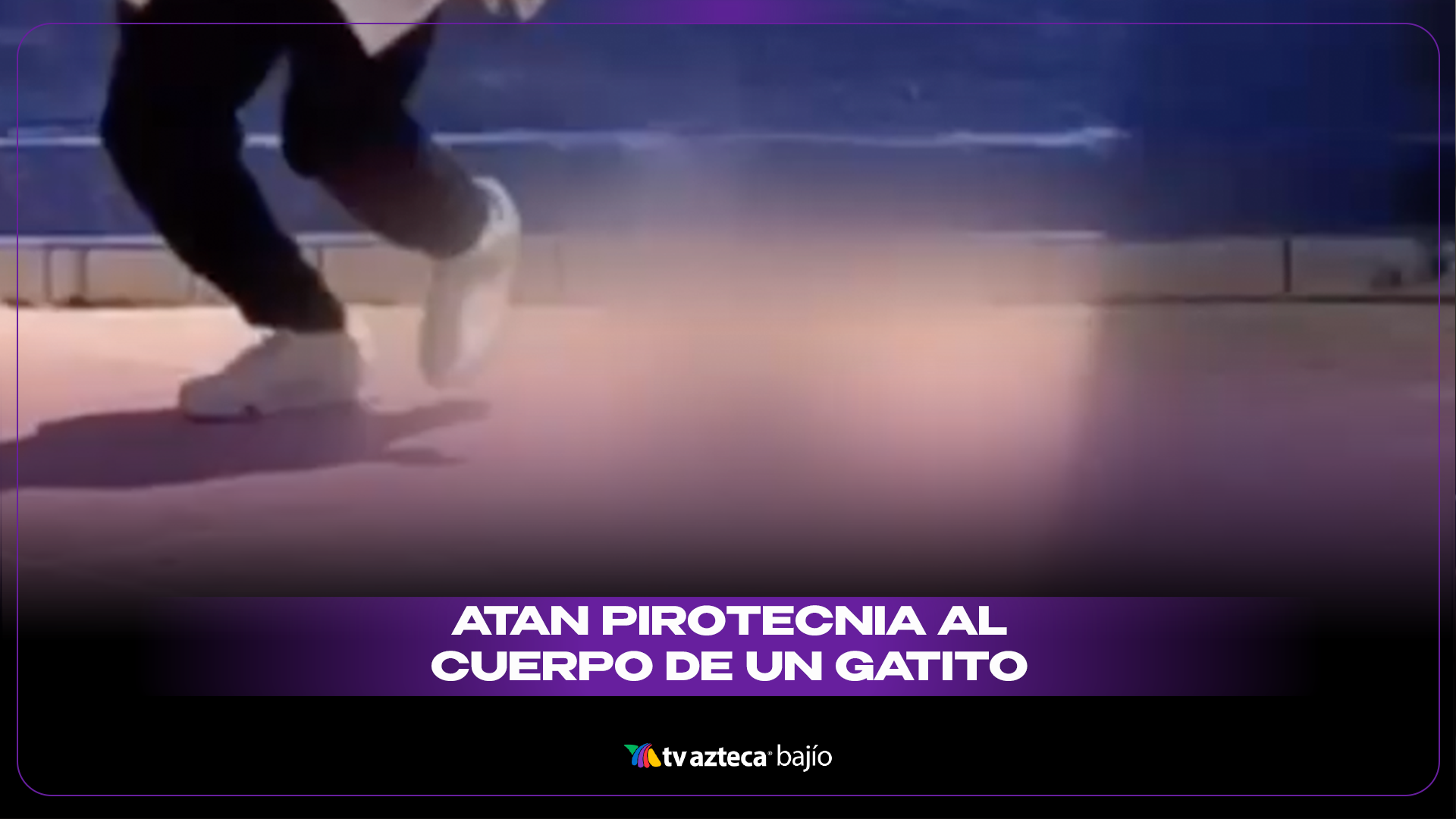 Estudiantes de criminalística atan pirotecnia a un gato y lo matan, en ...