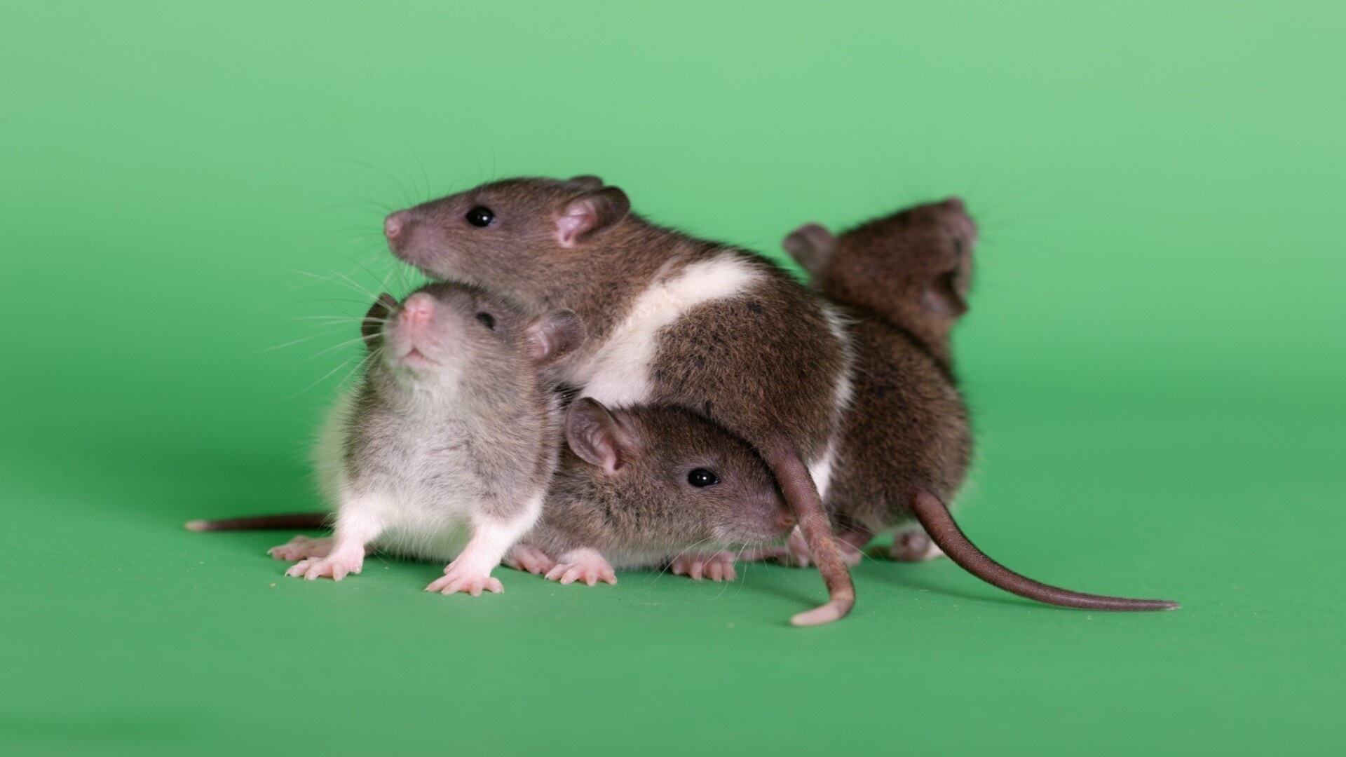 Desarrollo de súper ratas en México: SIFSA