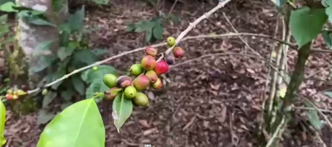 Café de Chiapas premiado como el mejor del mundo