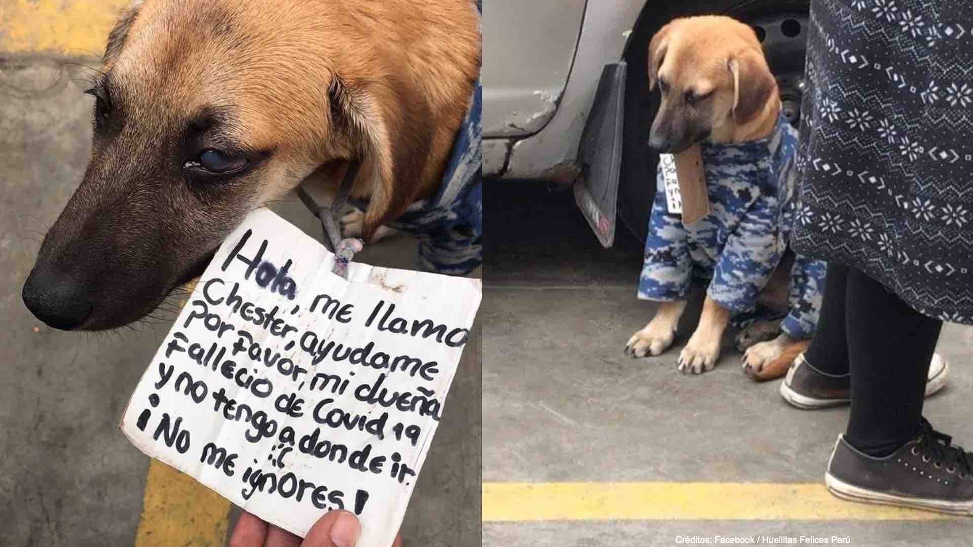 Chester, el perro que perdió a su dueña por Covid-19