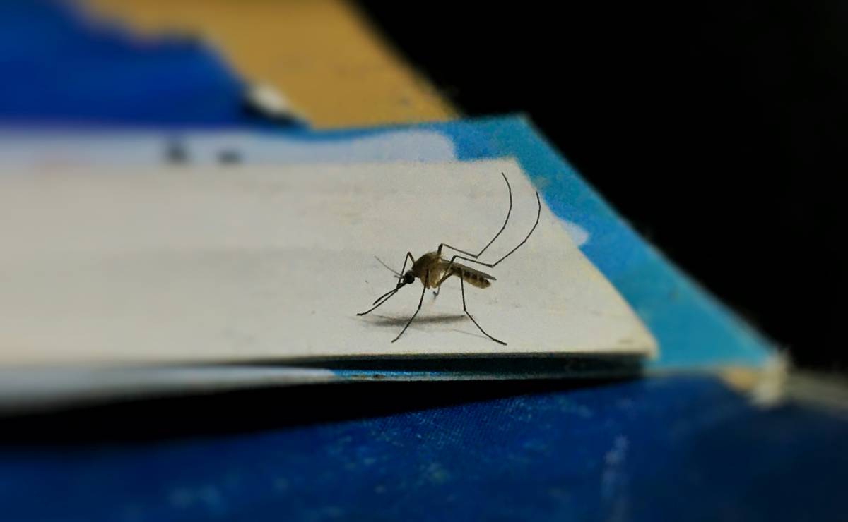 ¿Qué atrae a los mosquitos?: Este es el olor favorito y que debes ...