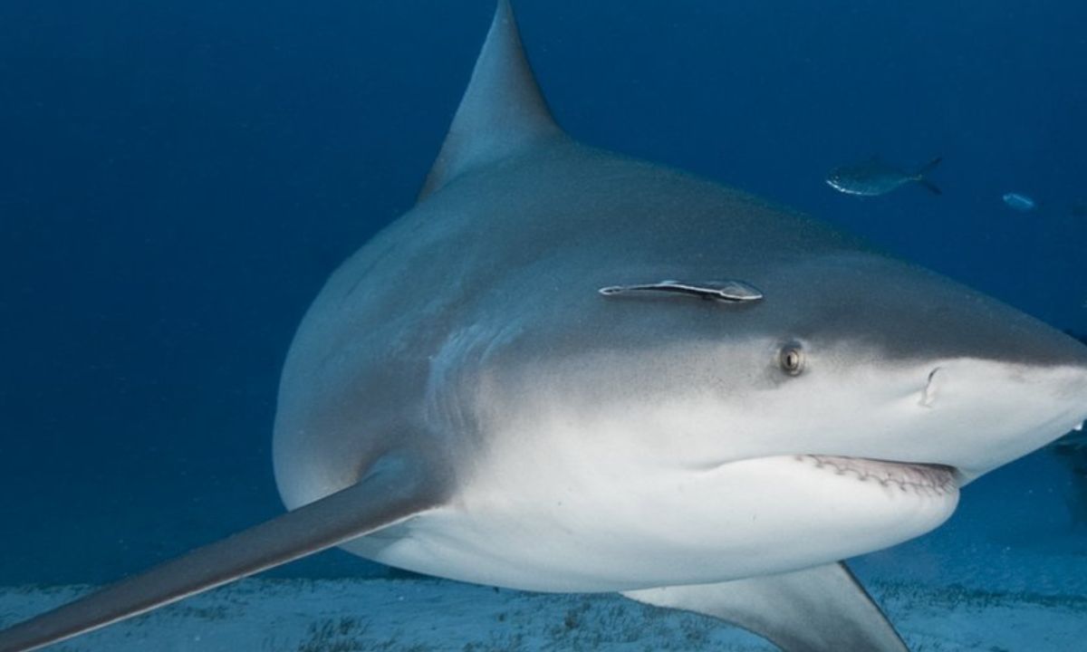 Australia: Joven resulta herida tras ataque de tiburón toro