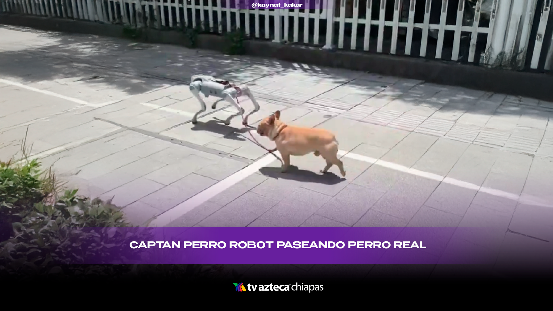 China: Perro robot pasea con correa a perro real por las calles y ...
