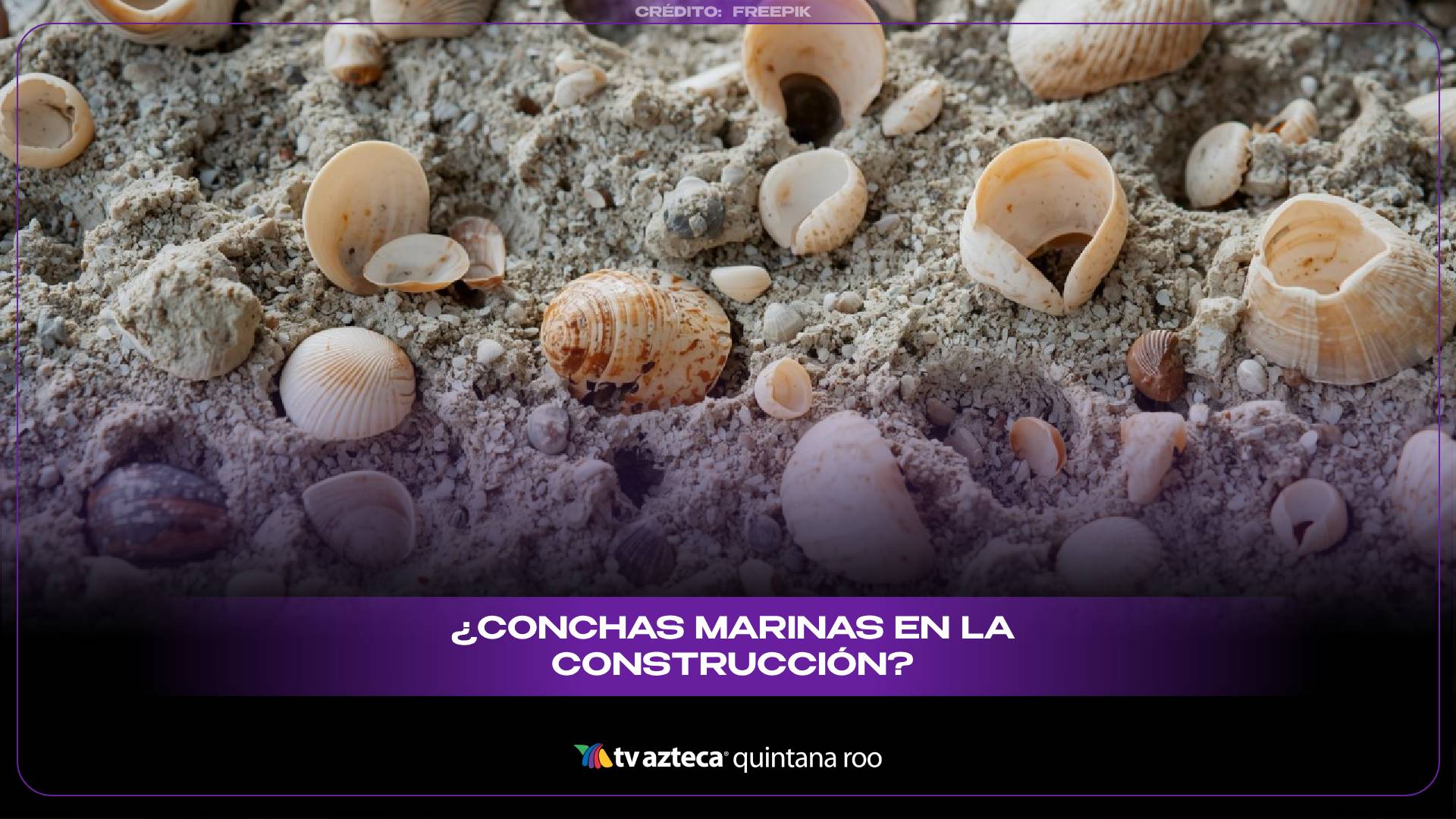 Científicos proponen usar conchas marinas en la construcción y esta es ...