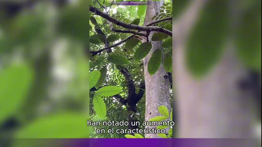 ¿Por qué ha aumentado el número de chicharras en México?