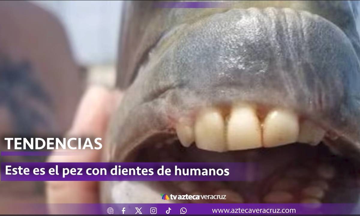 ¿Cuál es el pez con dientes de humanos y cómo luce?