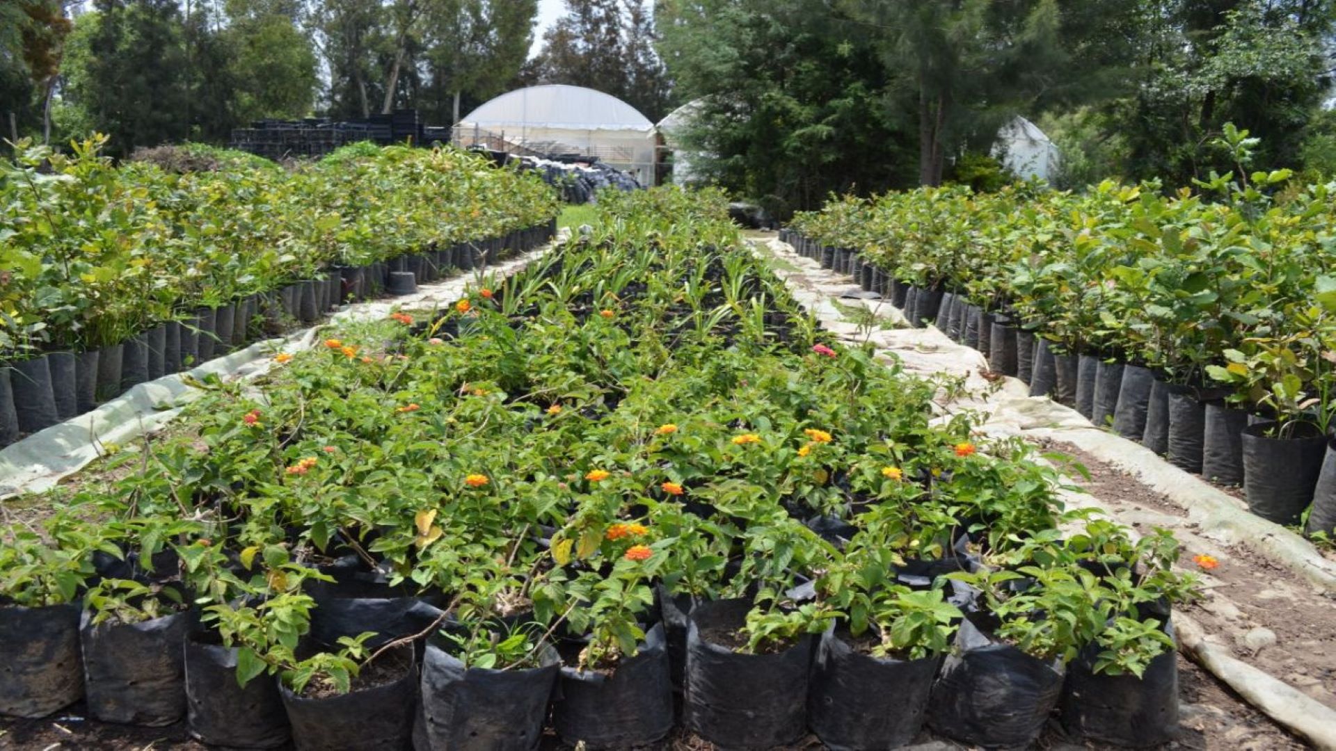 Apuestan por producción de especies nativas en la CDMX