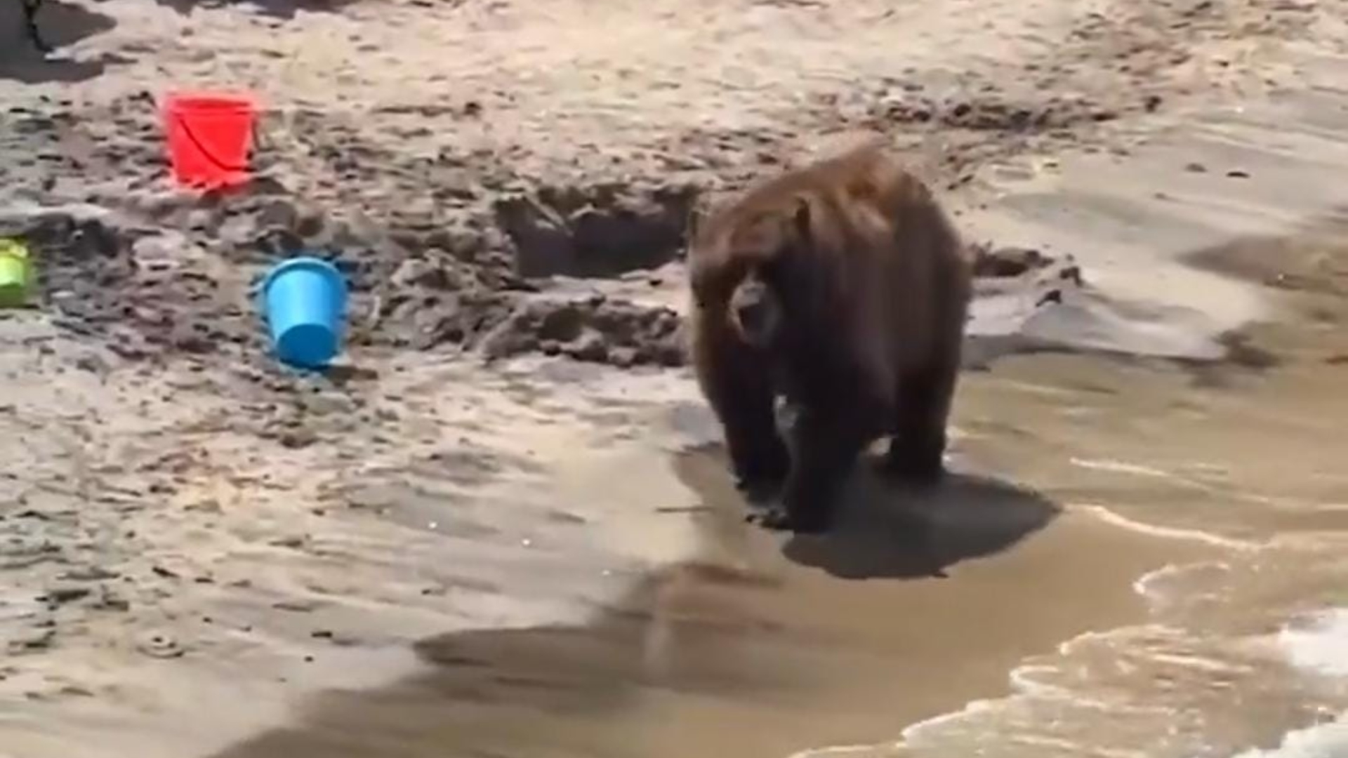 Un oso irrumpió en una playa de California: el escalofriante video
