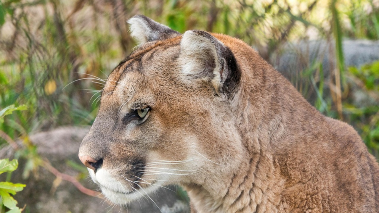 Un puma fue colocado bajo resguardo posterior a ser capturado en el ...