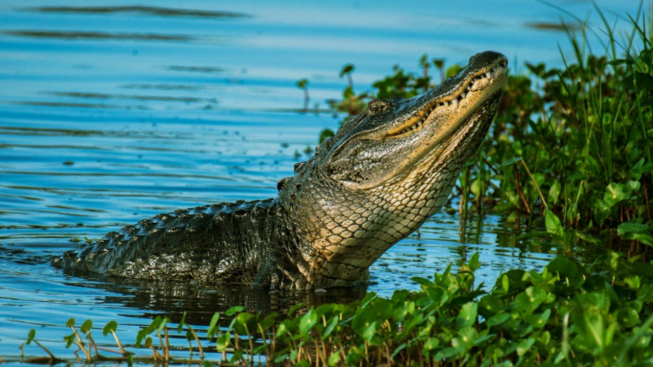Caimán mata a mujer frente a su esposo en Florida