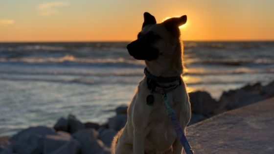 Perro se lanza al mar para defender a dueño ante tiburón