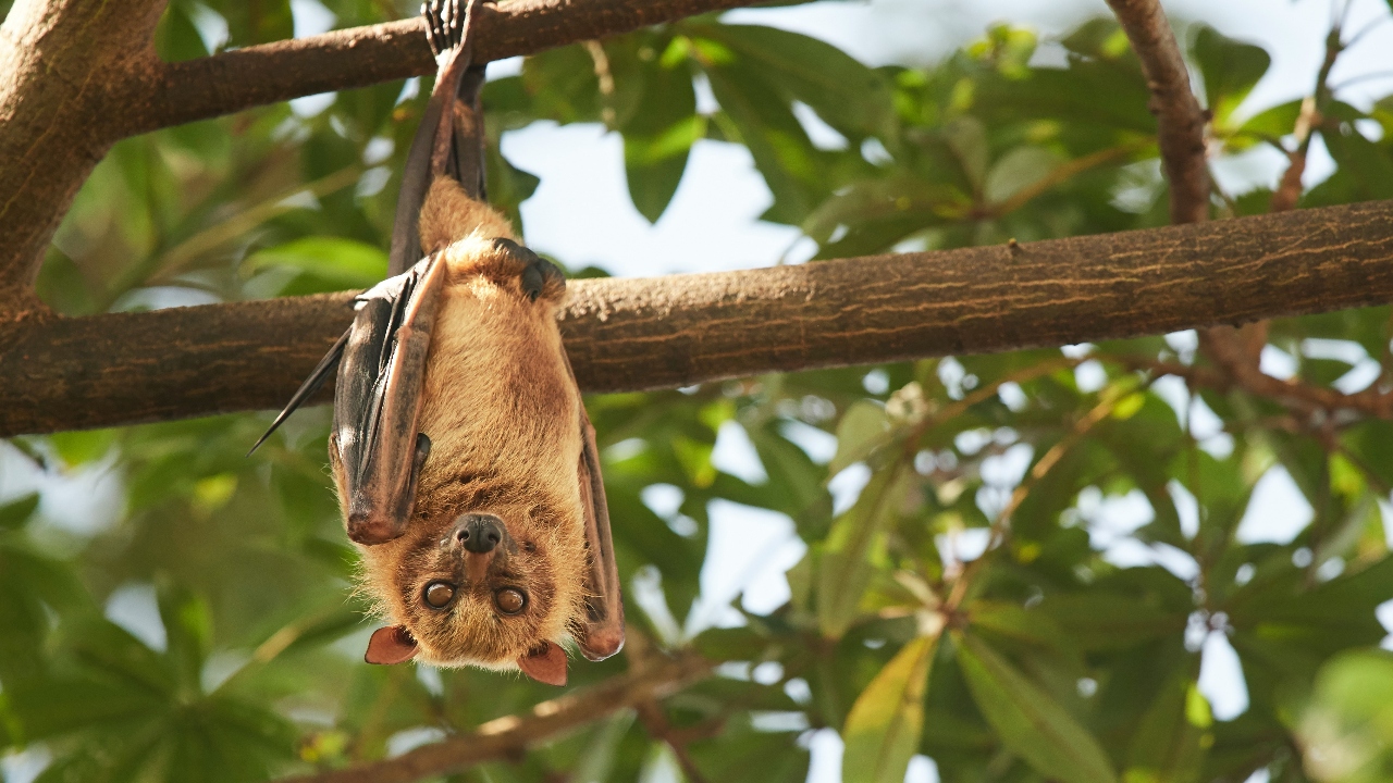 Estudio señala que existe un mamífero que se aparea sin necesidad de ...