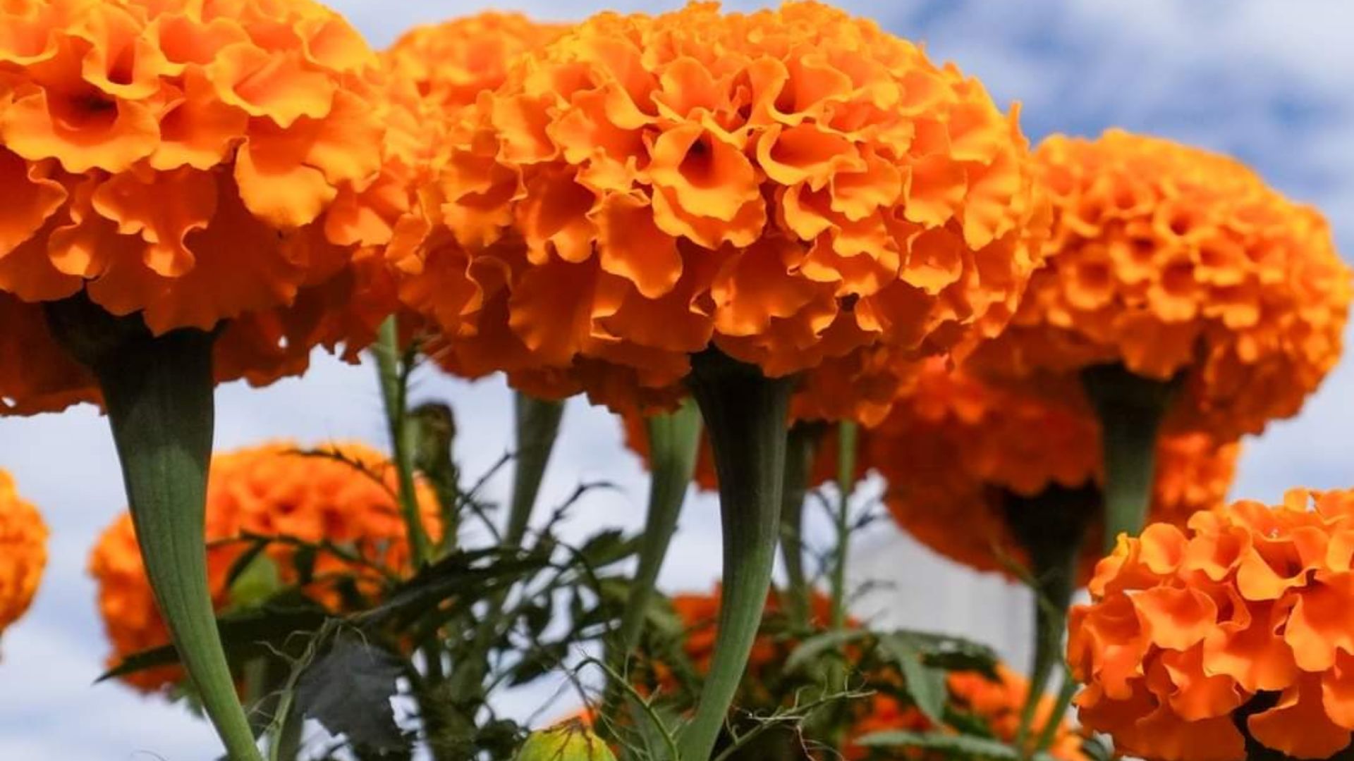 Conoce cómo diferenciar el cempasúchil chino del mexicano