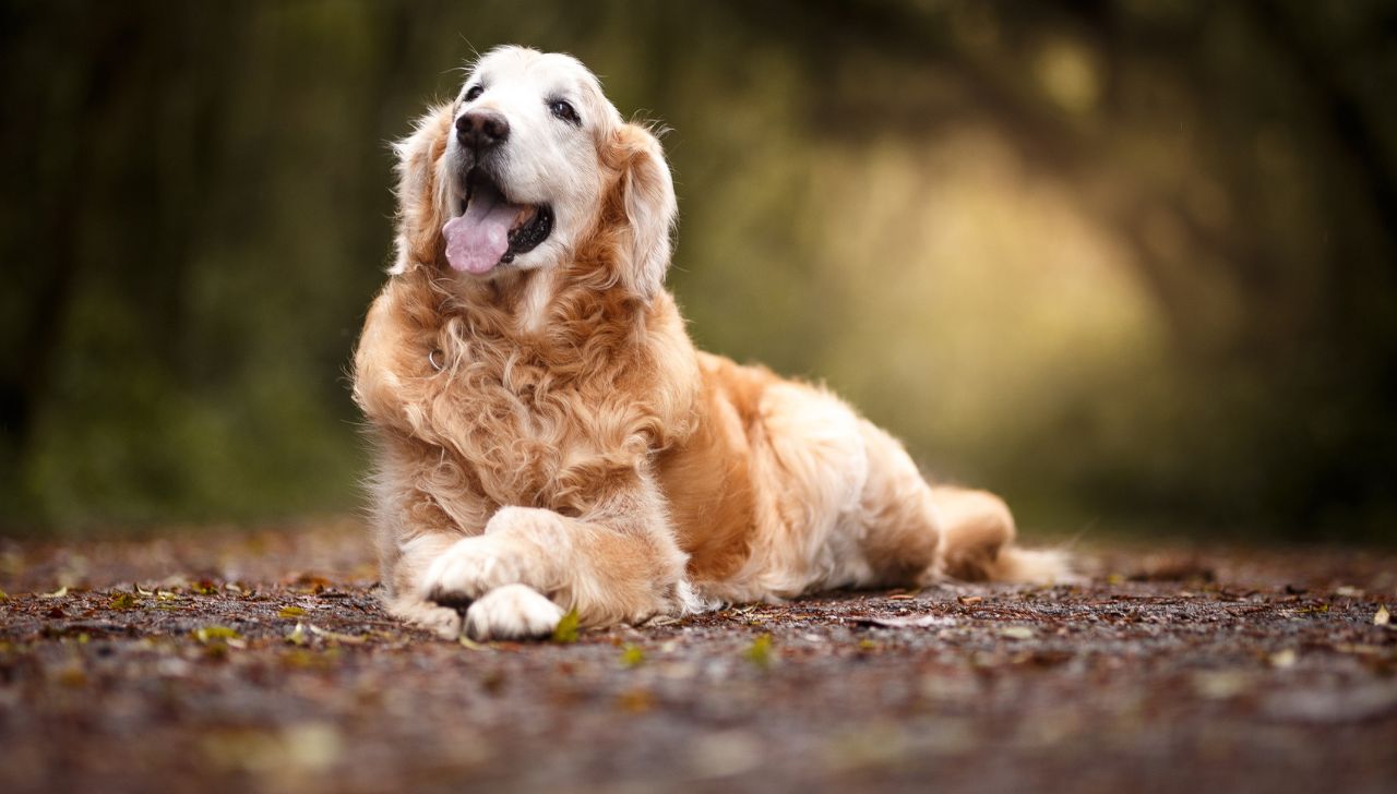Él es Aldo, el perrito asistente de dentista que calma a los niños