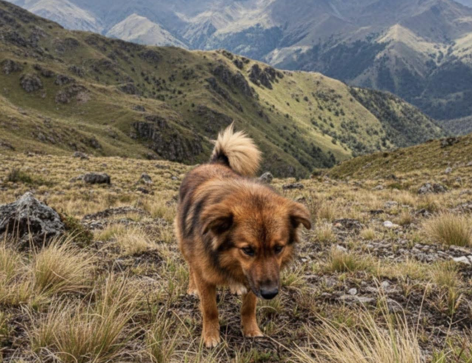 Lucas el niiño perdido en cerro de Ecuador sobrevive con ayuda de perro