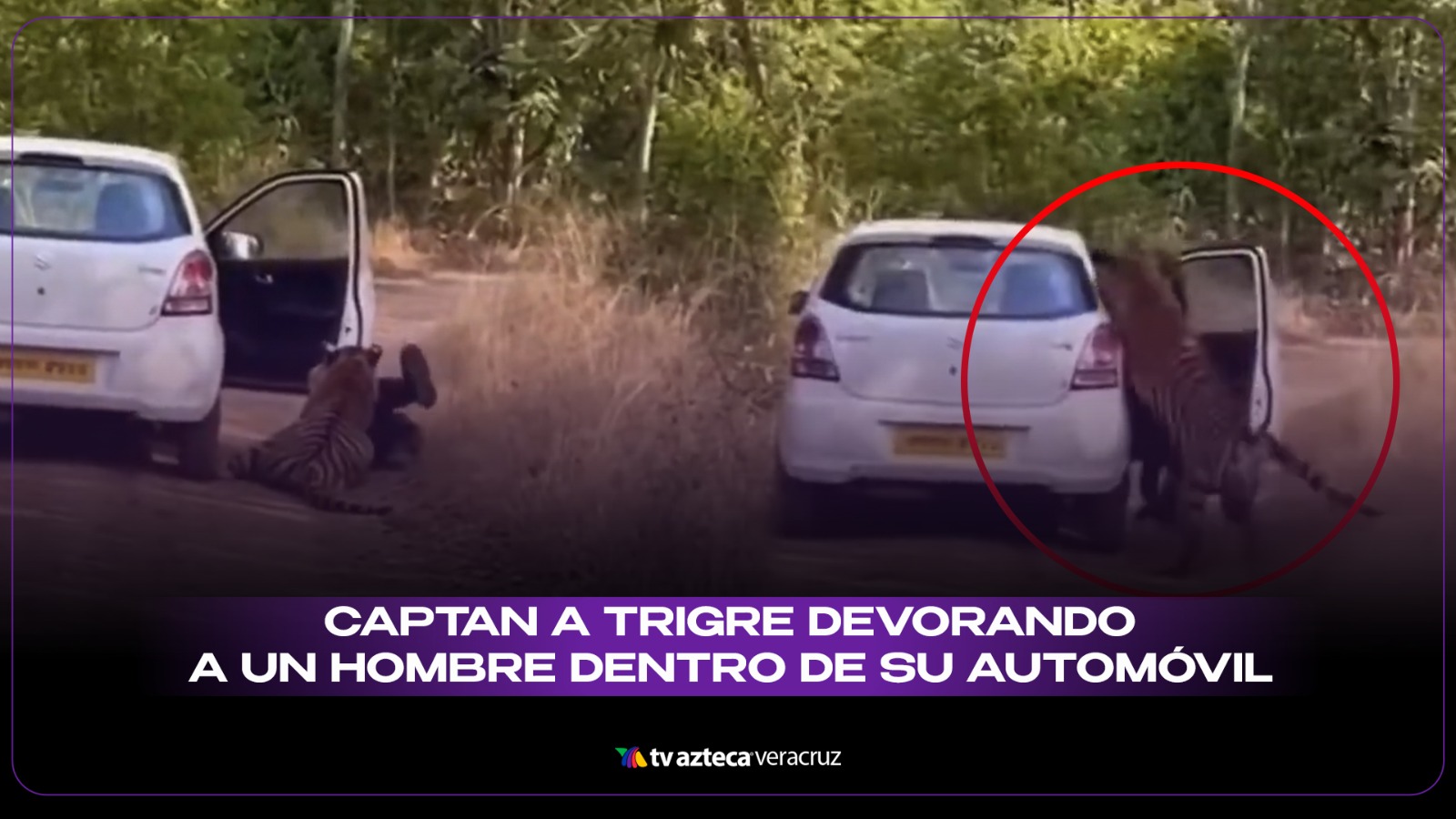Escena de tigre atacando brutalmente a hombre causa controversia