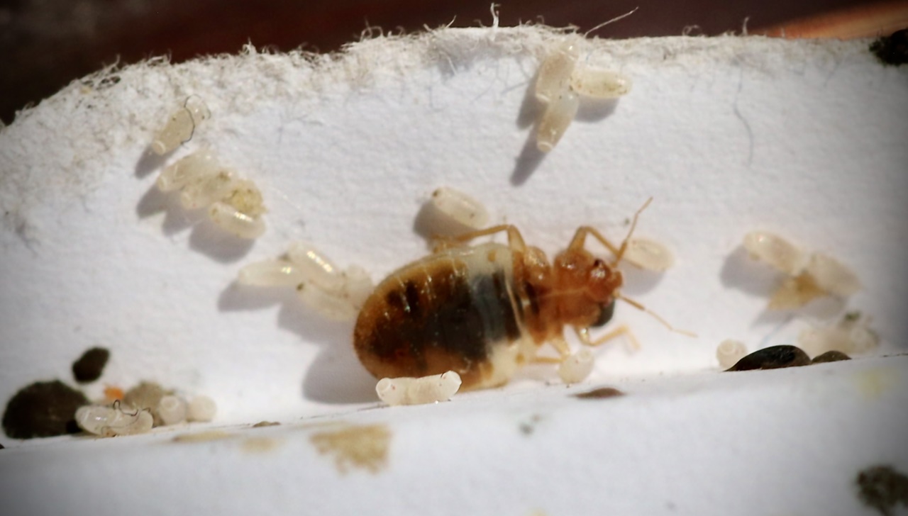 ¿Cuánto tiempo duran las chinches en tu cama?