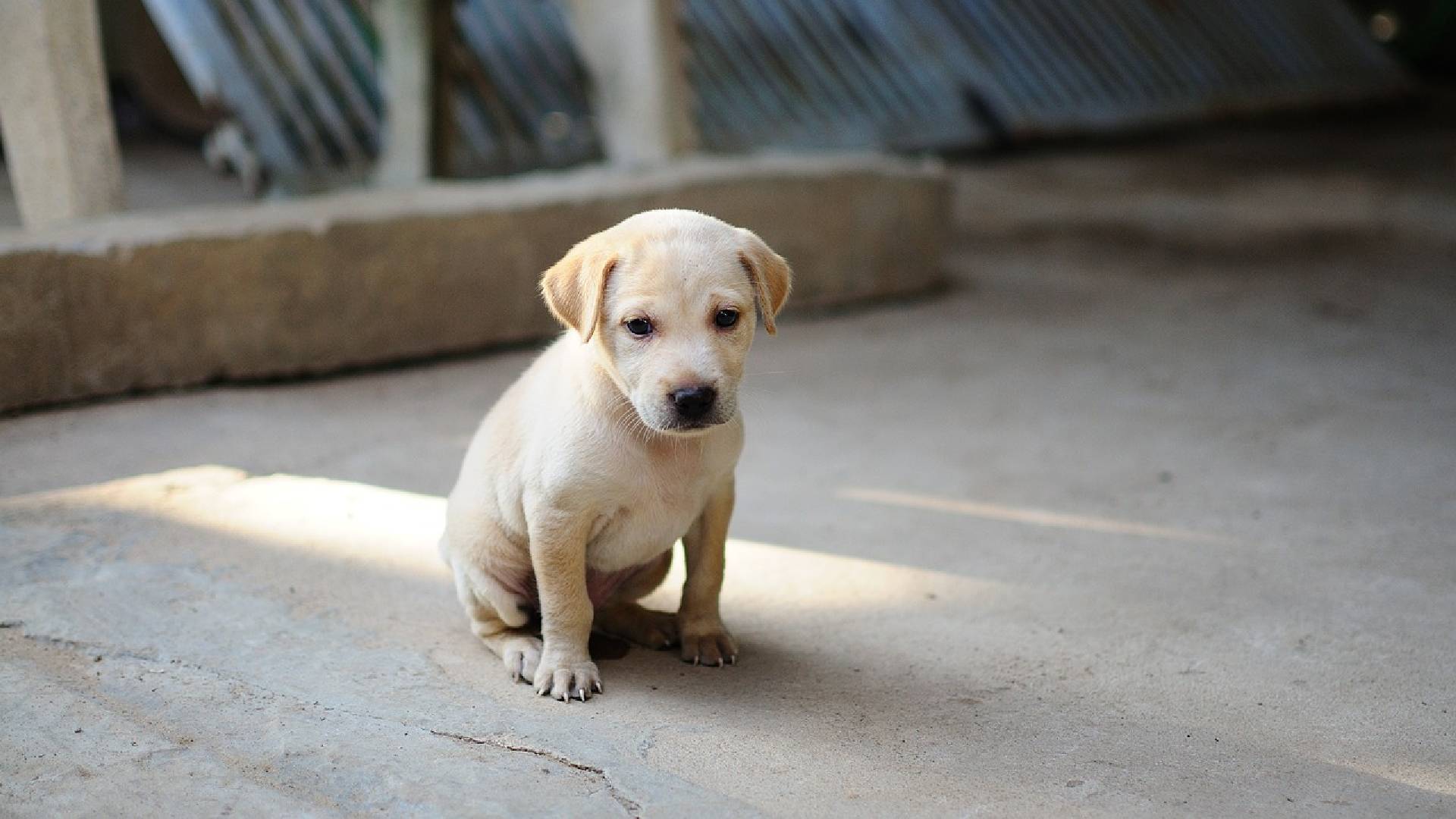 Sujeto patea a un perrito en plena vía pública en Puebla