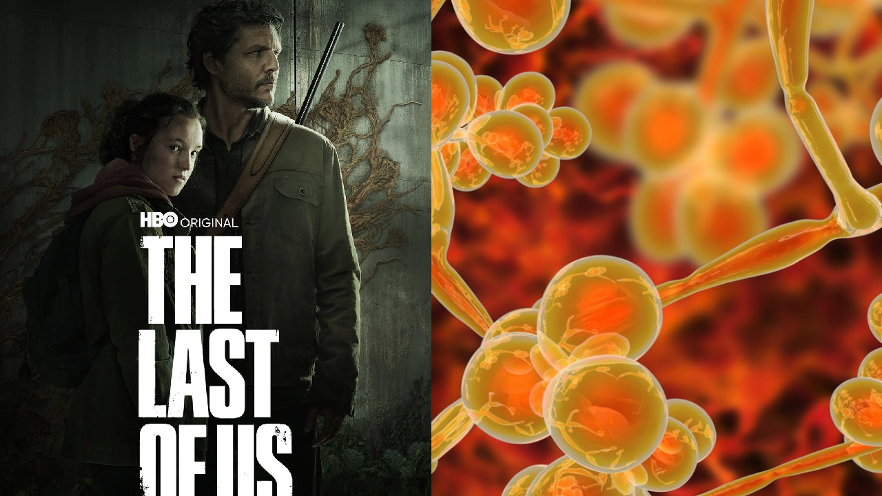 ¿Qué es el Candida auris? El hongo que causa alarma en EU