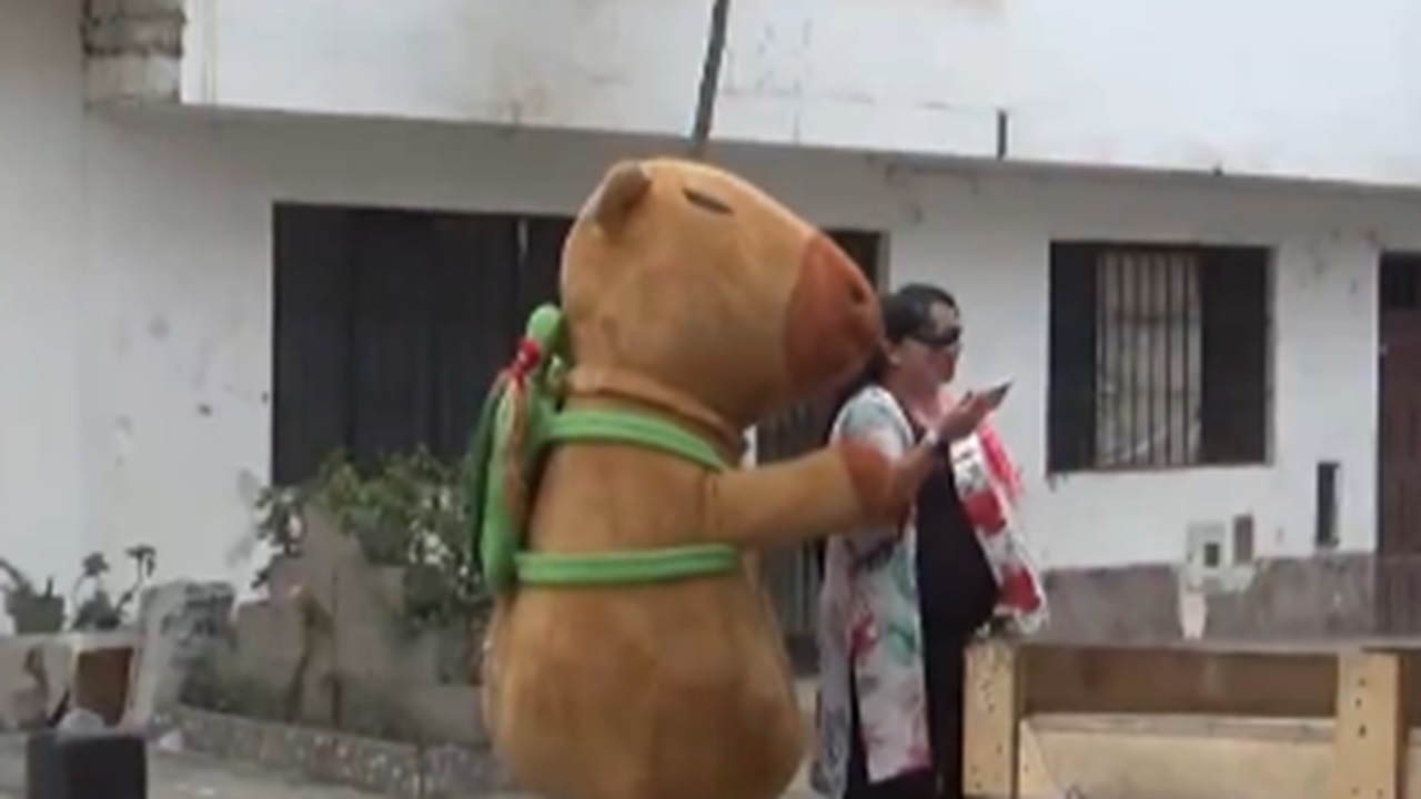 Policía disfrazado de capibara logra detener a delincuente en Perú; se ...