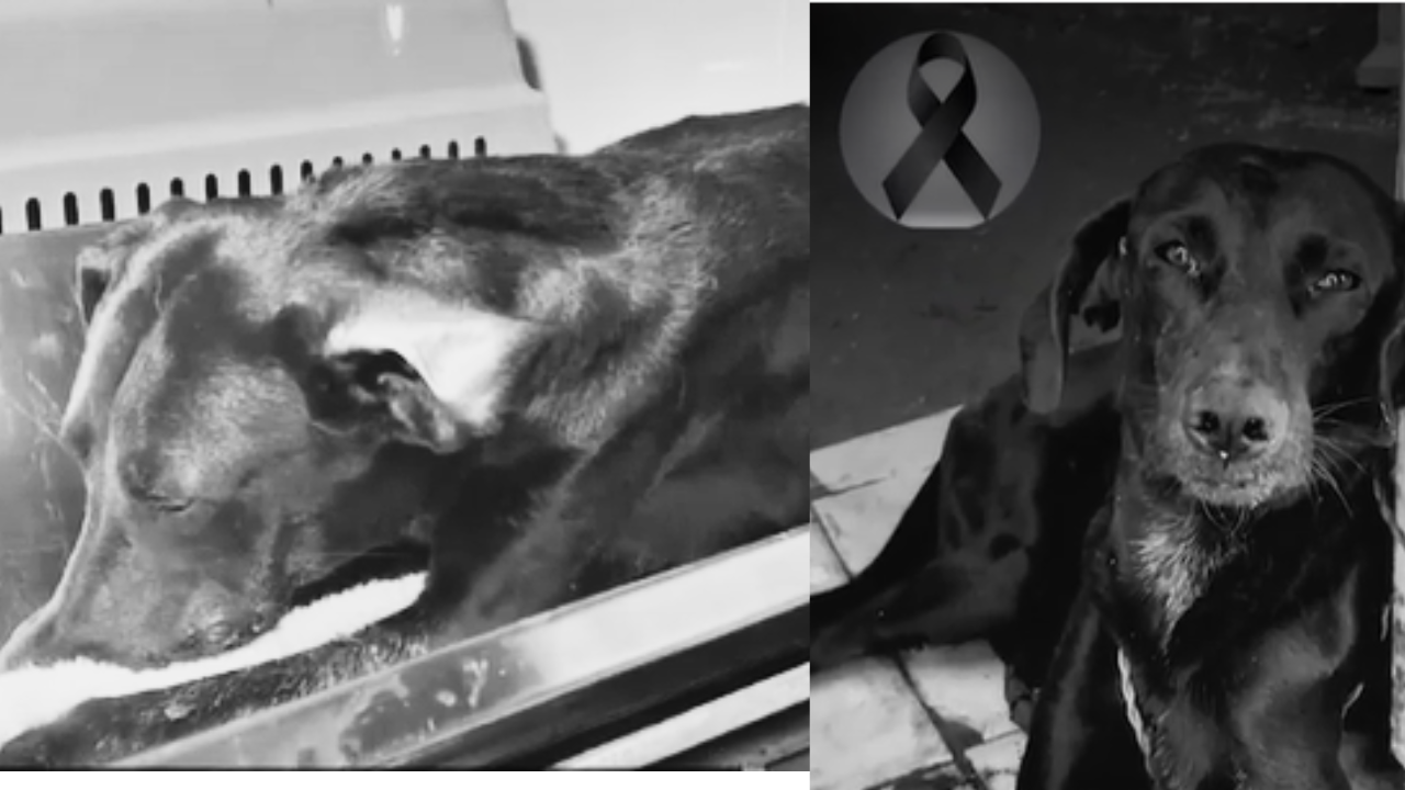 Perrito “Negrito” muere tras ser mutilado en Veracruz
