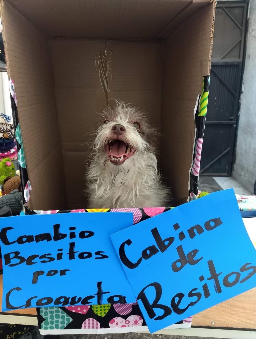 FOTO | Perrito cambia besitos por croquetas para alimentar a sus amigos ...