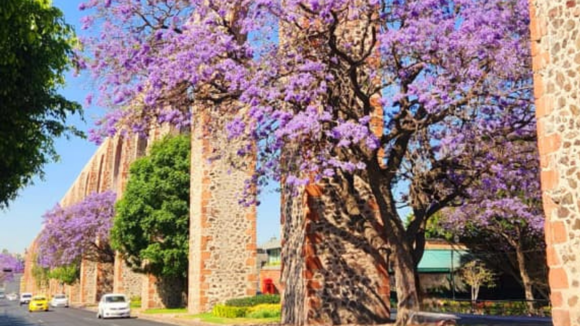 ¿Cuándo florecen las jacarandas en Querétaro y por qué llaman tanto la ...
