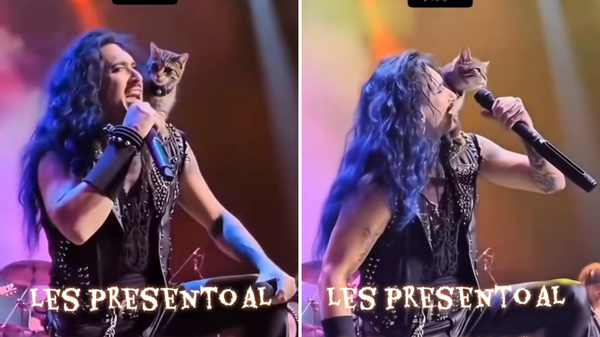 VIDEO | El gato metalero: el momento viral del felino que “cantó” en un ...