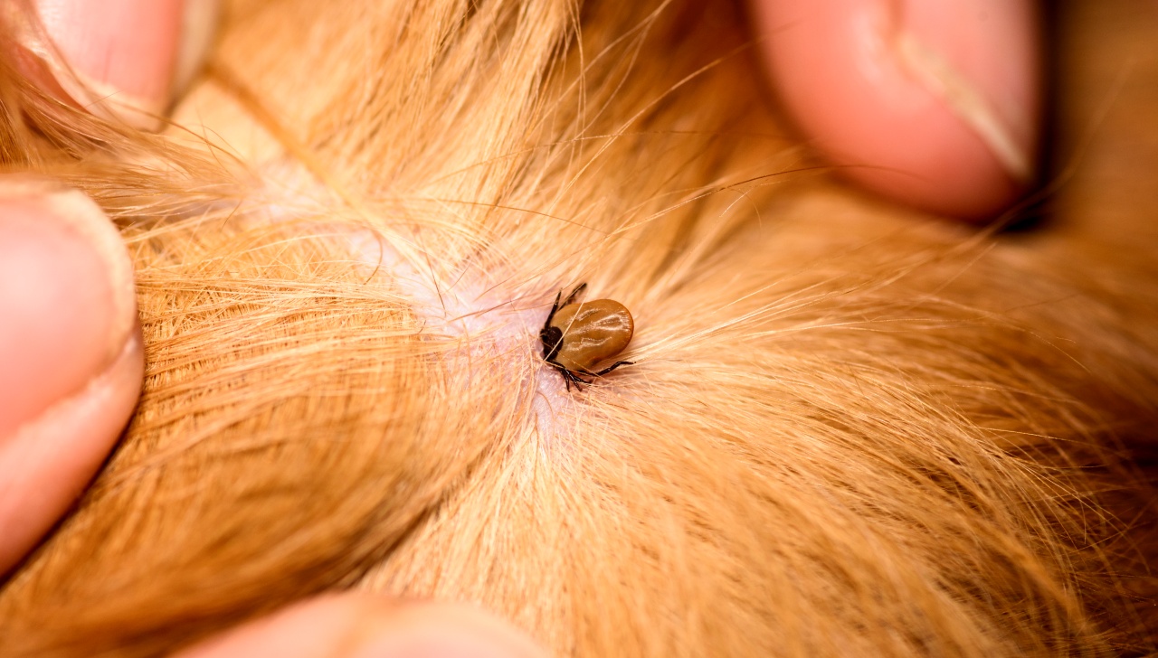 ¿Cuáles son los tipos de garrapatas y cuál es la más peligrosa?