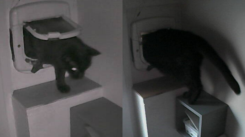 Pepito, el gato famoso en Twitter por entrar y salir de casa