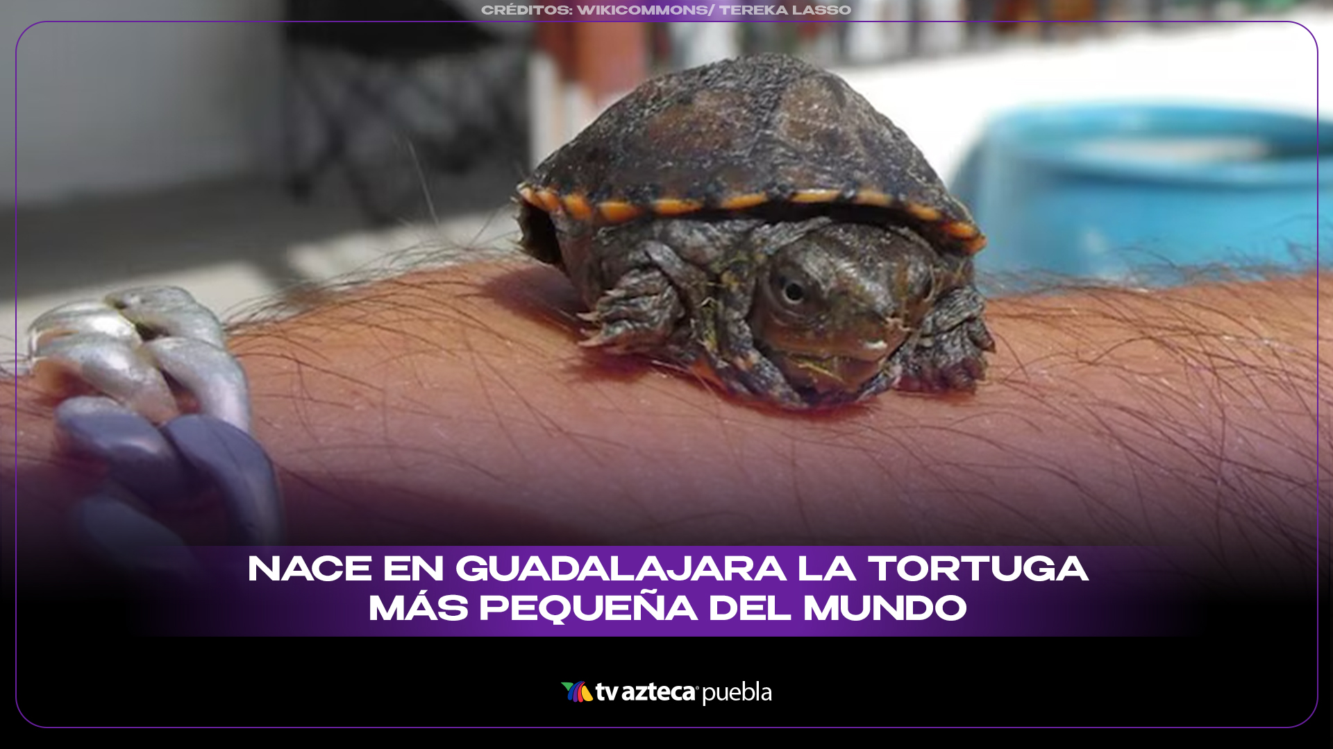 Así es Migaja, la tortuga más pequeña del mundo en peligro de extinción