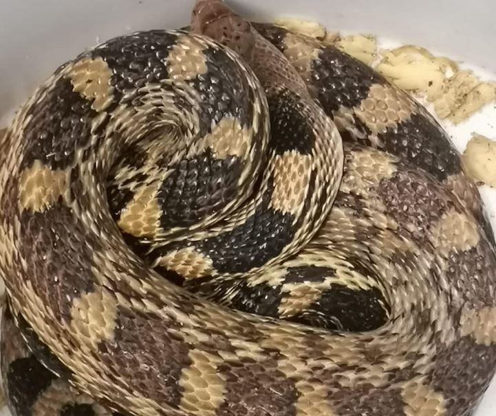 Serpientes Encontradas En Mississippi Alternatus Uruguay. (Criadero De