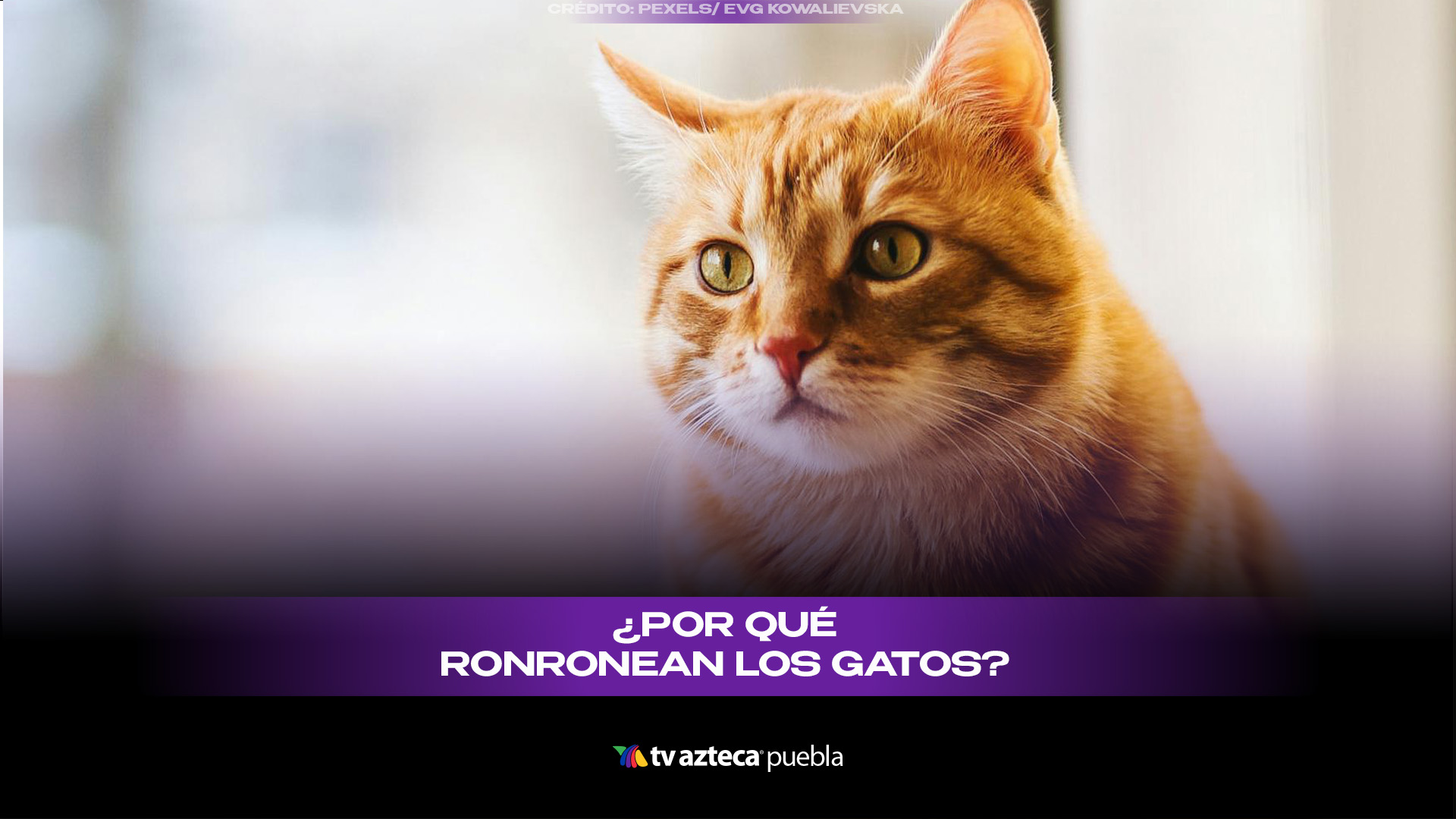 Estudio japonés encuentra base genética del ronroneo en gatos