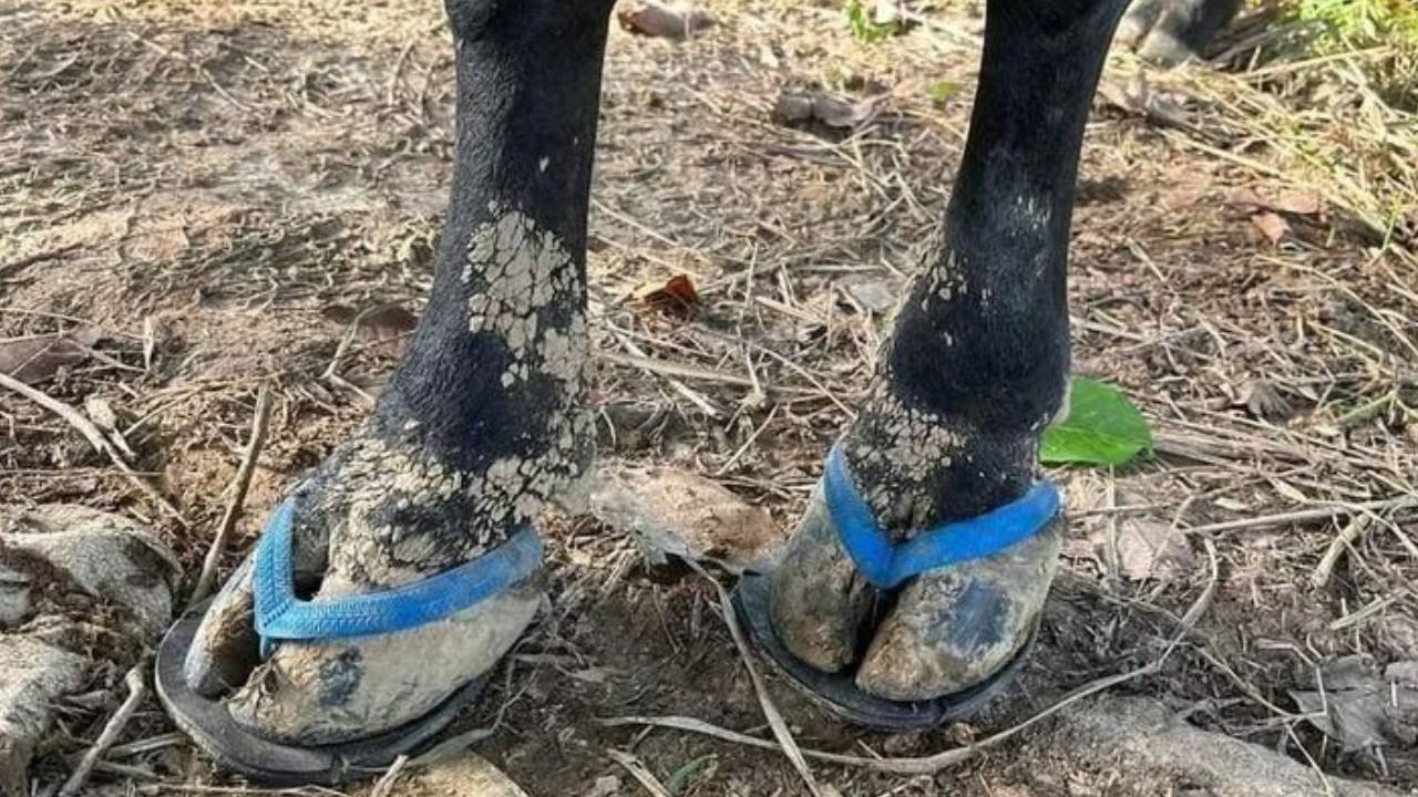 Venta de chanclas para caballo en Yucatán se viraliza