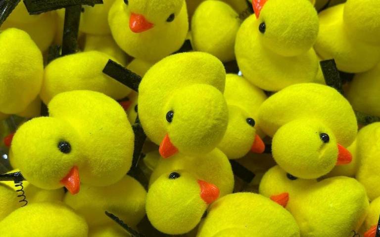 ¿Cómo y por qué surgió la moda del brochecito del pato en la cabeza ...