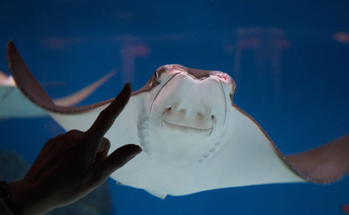 ¡Insólito! Mantarraya queda embarazada de un tiburón