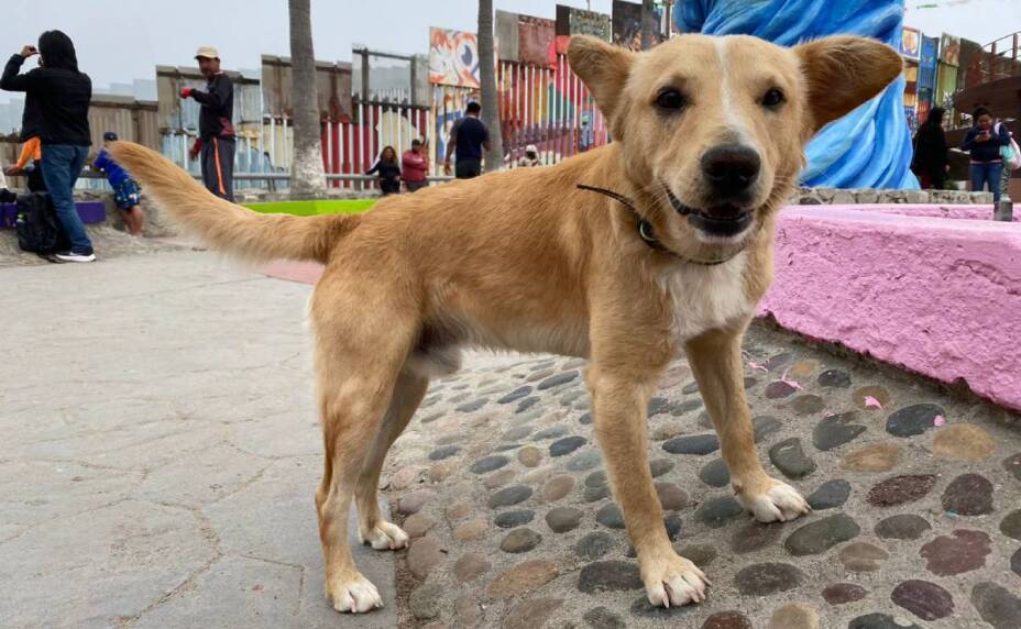 VIDEO: La historia de "Oso", el perrito que fue deportado a México