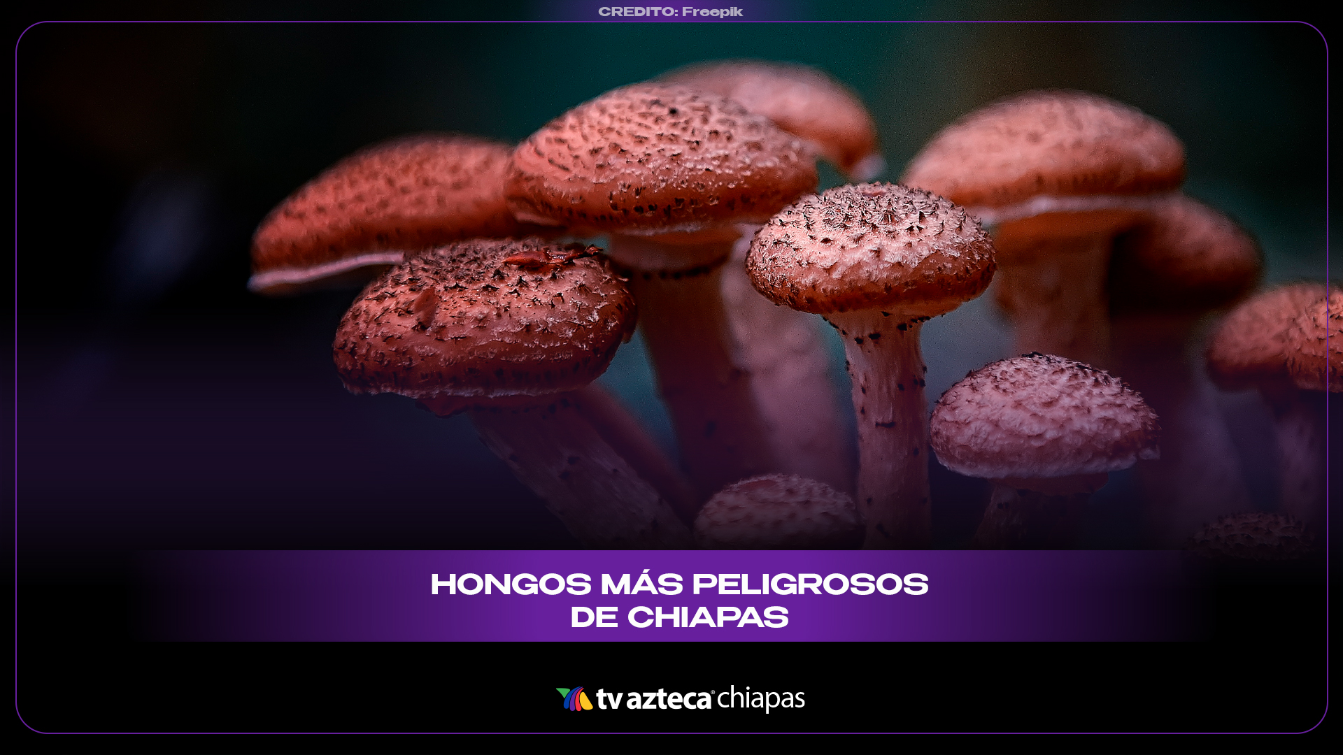¿Cuáles son los hongos más venenosos de Chiapas?