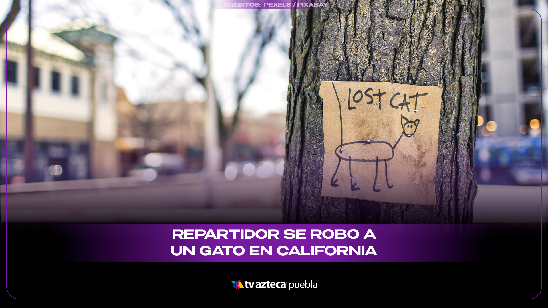 Video muestra a repartidor robando un gato tras entregar un paquete