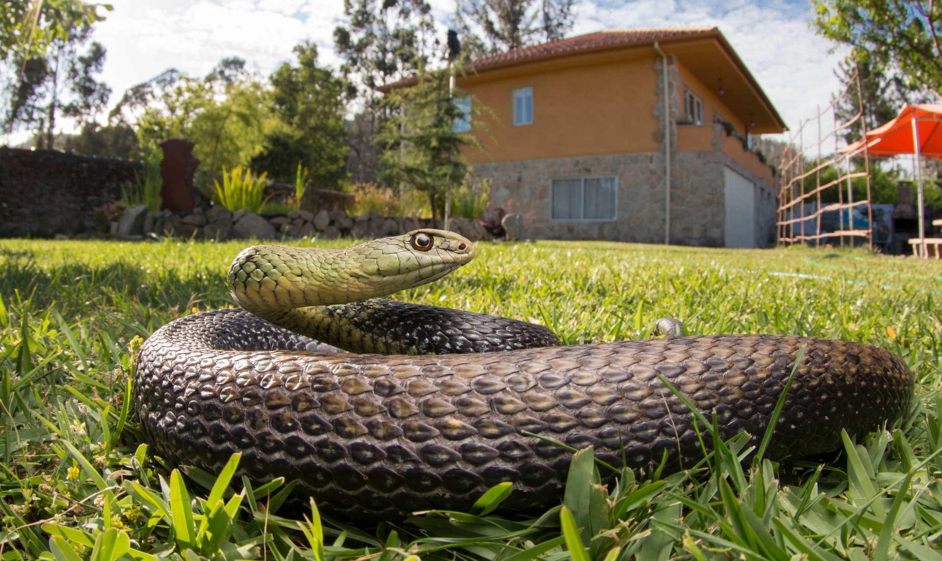 En Texas, advierten por las serpientes: 5 tips para que no entren en tu ...