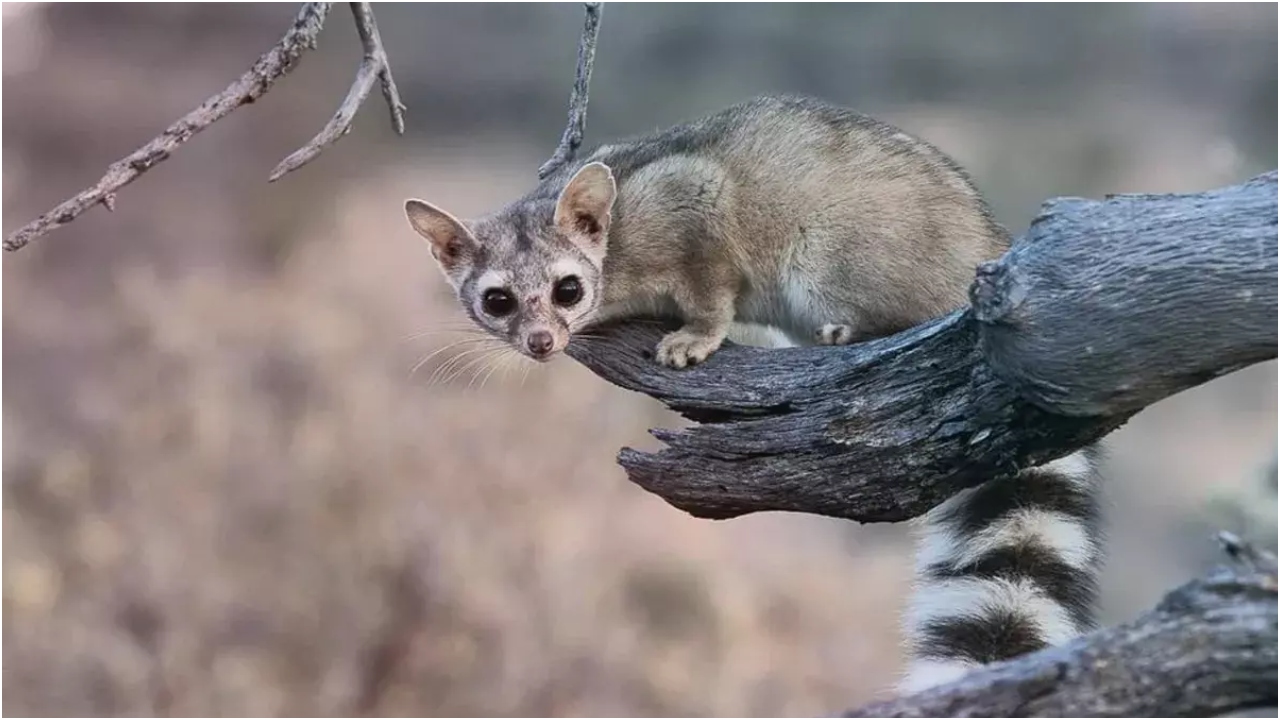 Aguascalientes: Rescatan Cacomixtles, un animal en peligro de extinción ...
