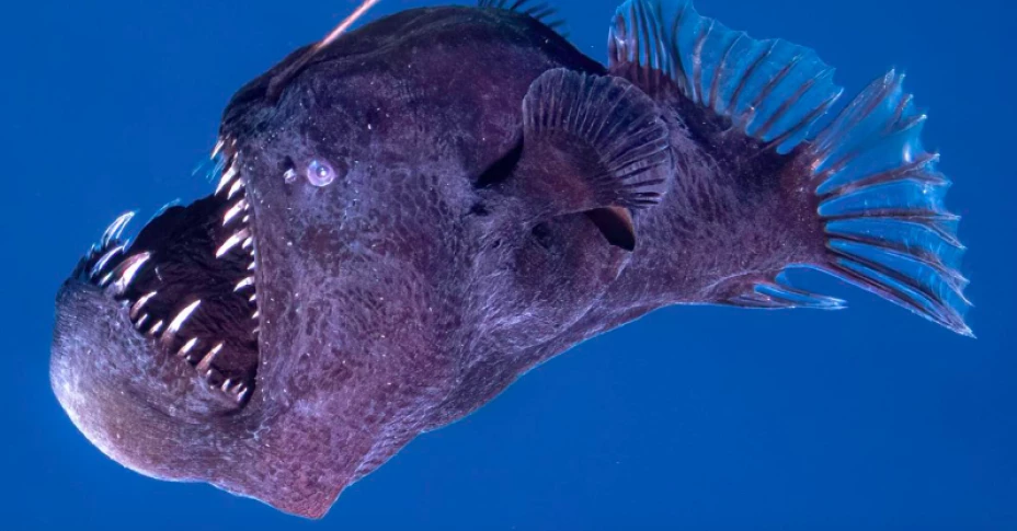 ¿Por qué ocurrió el avistamiento de pez diablo en la superficie hoy, 7 ...