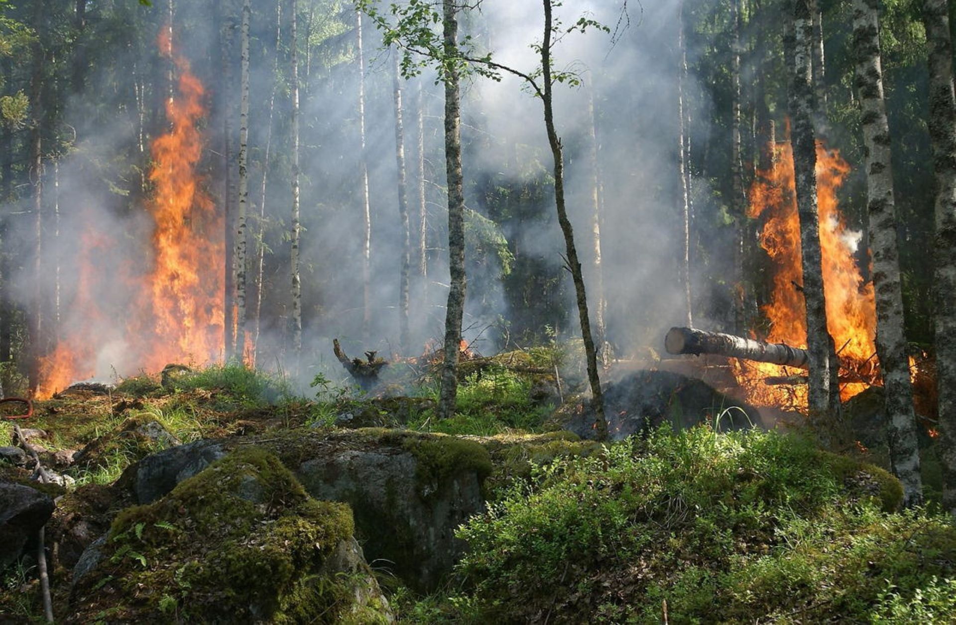 Incendios forestales cada vez más urbanos
