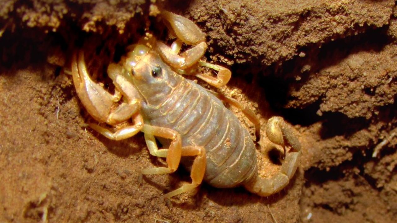 Picadura de alacrán ¿Cuáles son los síntomas y qué hacer?