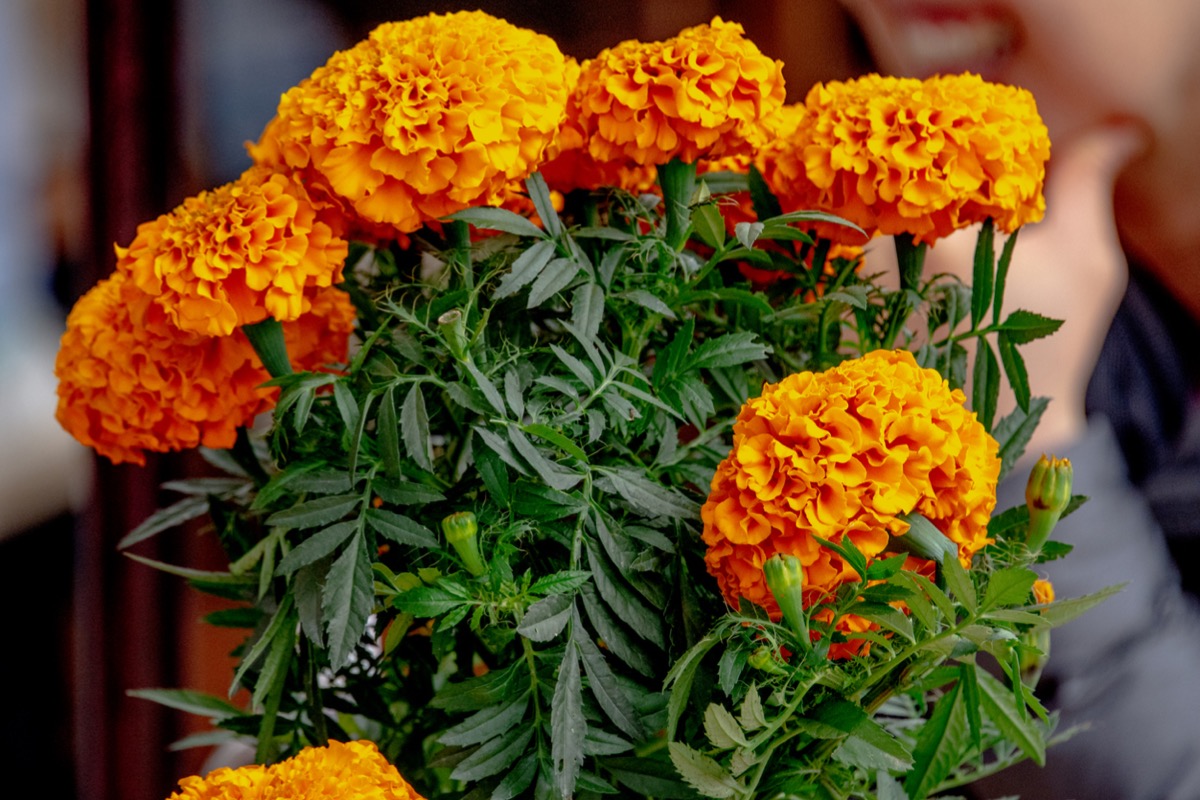 Cempasúchil, la flor de muertos: la leyenda, beneficios y guía de cuidados